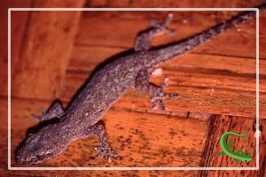 15 Types of Geckos in Florida (With Pictures) - Reptile Jam