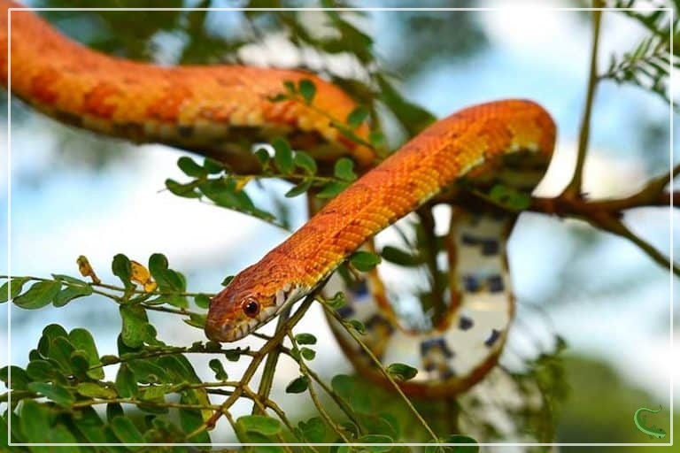 6 Types of Rat Snakes in Louisiana (Pictures) - Reptile Jam