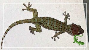 15 Types of Geckos in Florida (With Pictures) - Reptile Jam