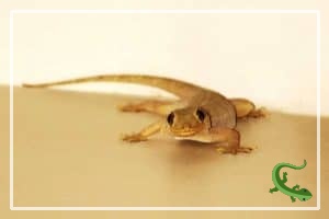 15 Types of Geckos in Florida (With Pictures) - Reptile Jam