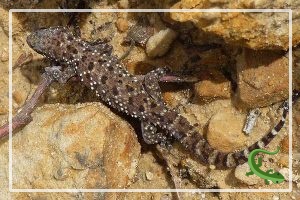 15 Types of Geckos in Florida (With Pictures) - Reptile Jam