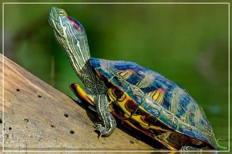 13 Species of Freshwater Turtles in Florida (With Pictures) - Reptile Jam