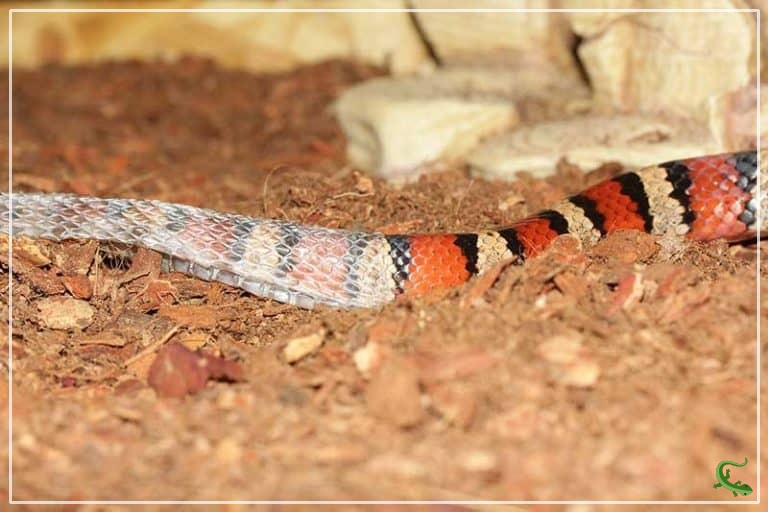 Do Snakes Have Slimy Skin? (Answered) - Reptile Jam