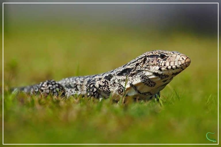 8 of the Most Interesting Lizards in Georgia (with Pictures) - Reptile Jam