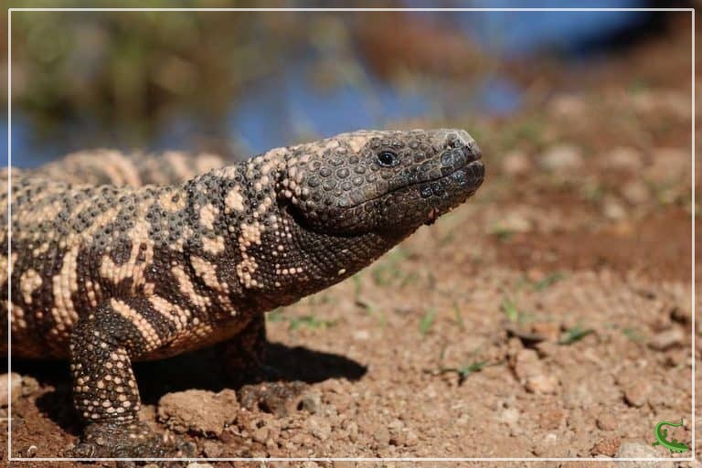 8 Unique Lizards in Arizona (with Pictures) - Reptile Jam