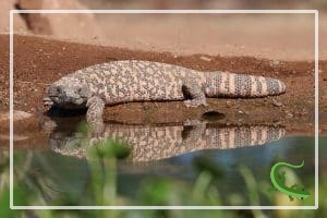8 Unique Lizards in Arizona (with Pictures) - Reptile Jam