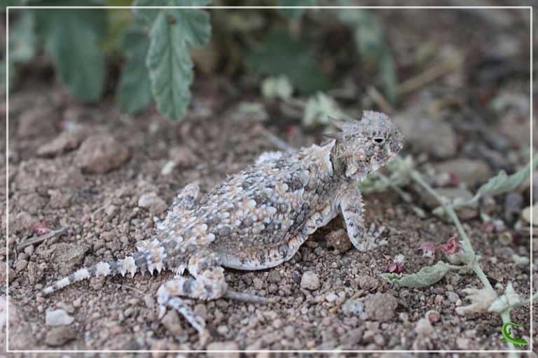 15 Common Types of Lizards in Texas (with Pictures) - Reptile Jam