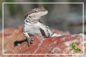 15 Common Types of Lizards in Texas (with Pictures) - Reptile Jam