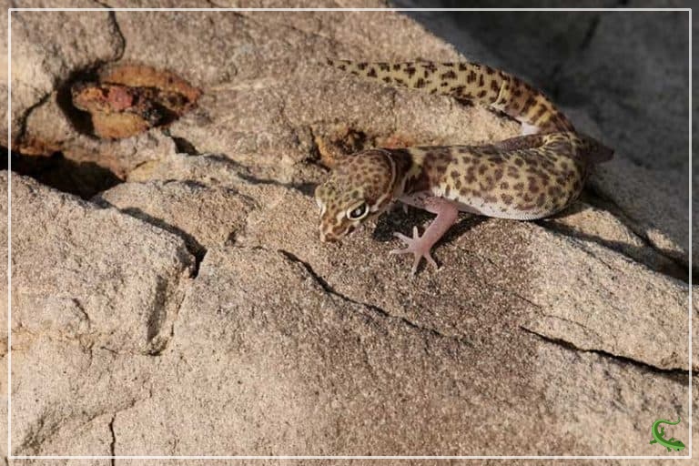 15 Common Types of Lizards in Texas (with Pictures) - Reptile Jam