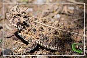 15 Common Types of Lizards in Texas (with Pictures) - Reptile Jam