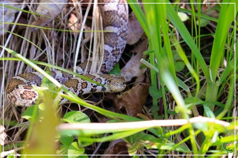 2 Types of Kingsnakes in Ohio (with Pictures) - Reptile Jam