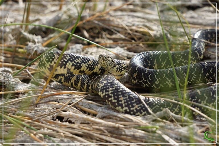 6 Types of Kingsnakes in Florida (with Pictures) - Reptile Jam