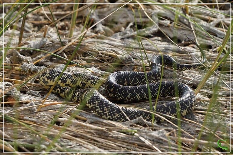 6 Types of Kingsnakes in Florida (with Pictures) - Reptile Jam