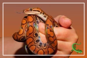 12 Pet Snakes That Stay Small (With Pictures) - Reptile Jam