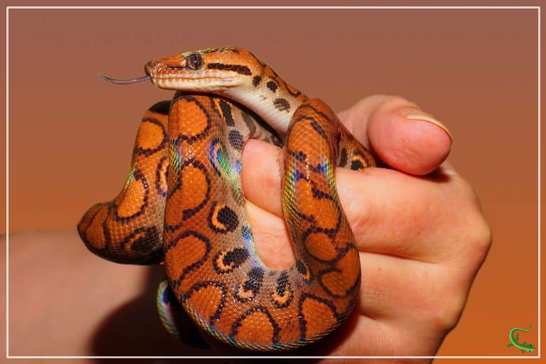 12 Pet Snakes That Stay Small (With Pictures) - Reptile Jam