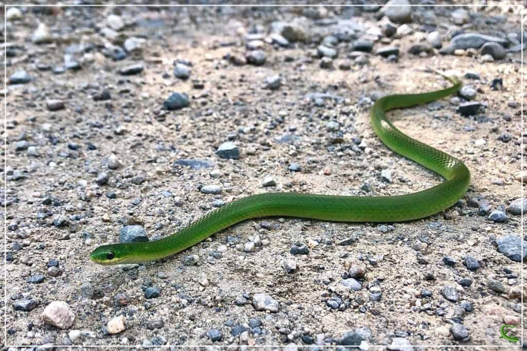 12 Pet Snakes That Stay Small (With Pictures) - Reptile Jam