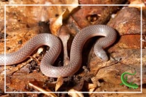 12 Pet Snakes That Stay Small (With Pictures) - Reptile Jam