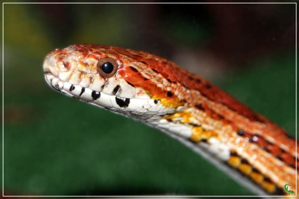 11 Snakes That Eat Insects (Pictures) - Reptile Jam