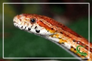 11 Snakes That Eat Insects (Pictures) - Reptile Jam