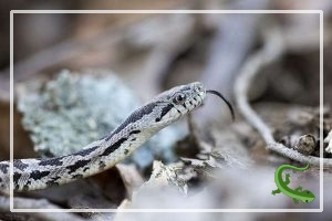 11 Snakes That Eat Insects (Pictures) - Reptile Jam