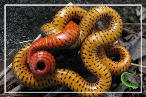 11 Snakes That Eat Insects (Pictures) - Reptile Jam