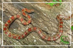 11 Snakes That Eat Insects (Pictures) - Reptile Jam