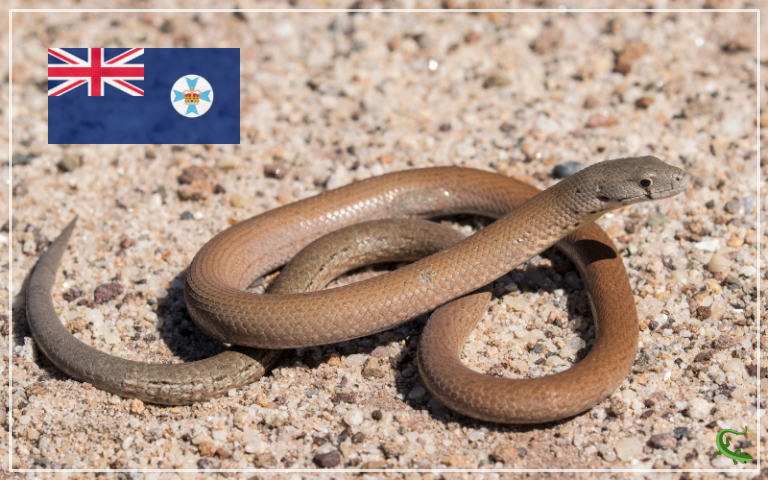 10 Types of Lizards in Queensland - Reptile Jam